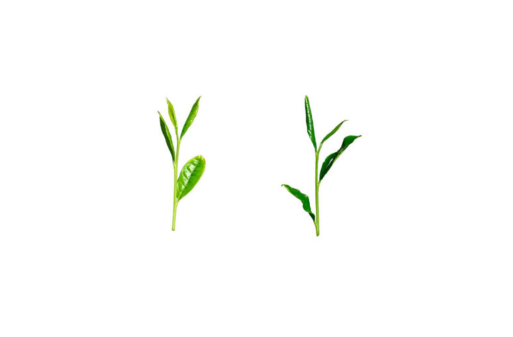 Tè Gyokuro | Nio Teas | 100% Senza Pesticidi